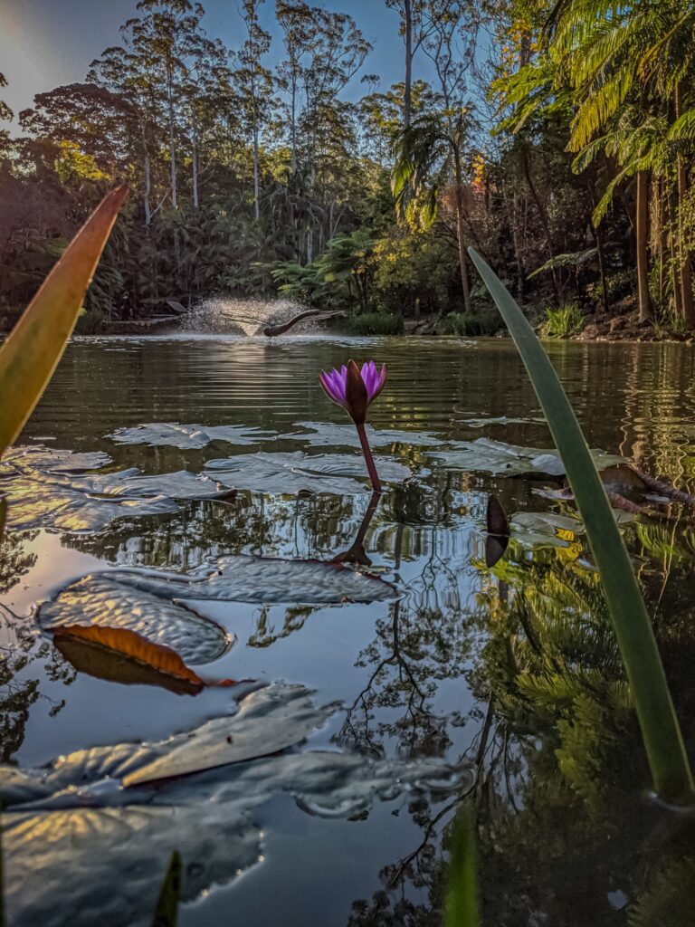Photo Gallery - Escape to Tamborine Mountain