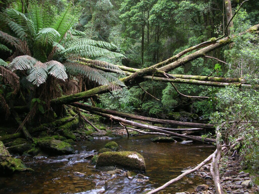 Photo Gallery - Escape to Tamborine Mountain