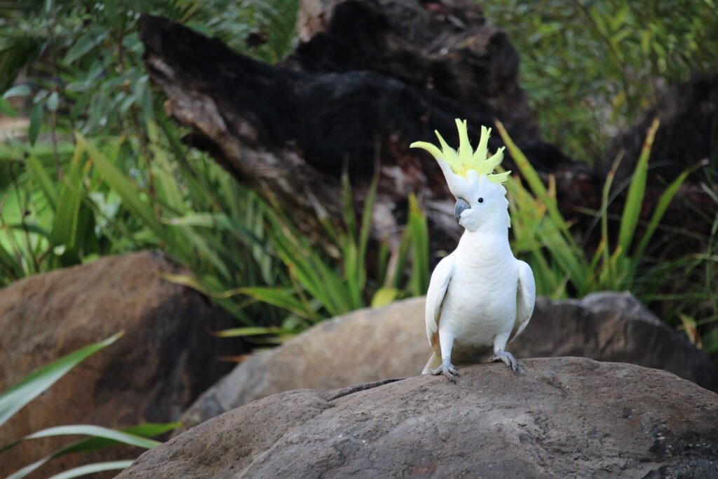 Photo Gallery - Escape to Tamborine Mountain