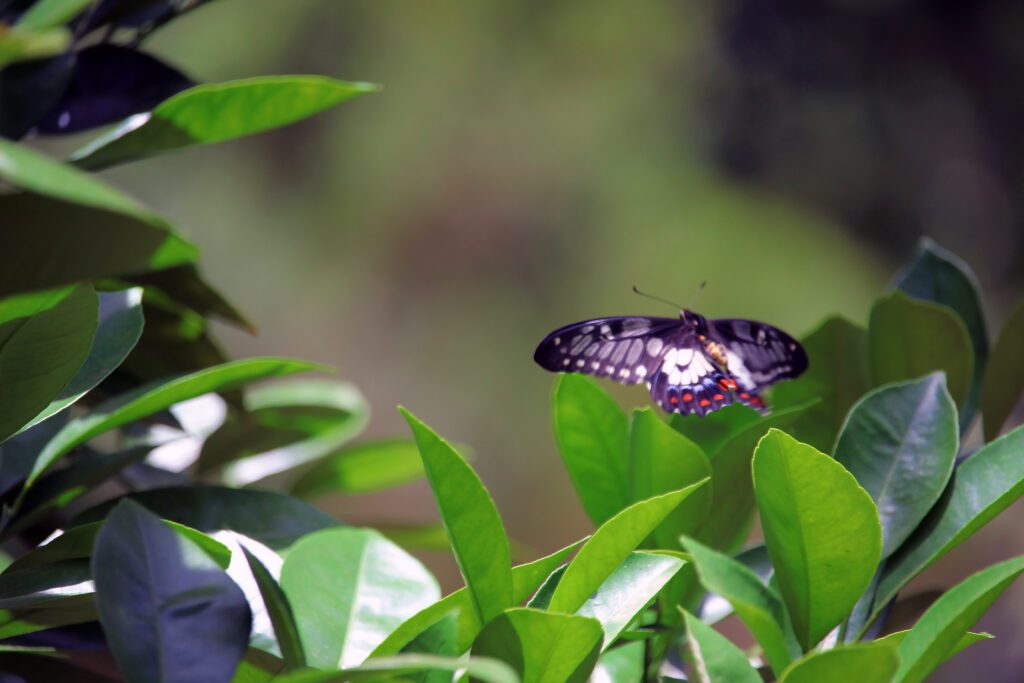 Photo Gallery - Escape to Tamborine Mountain