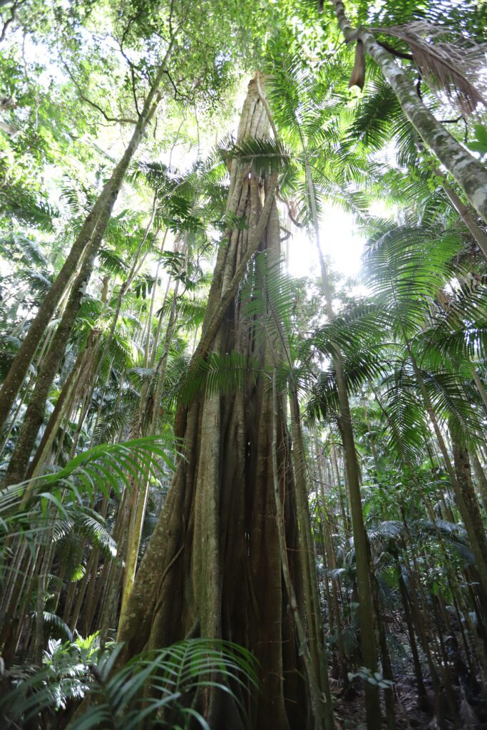 Photo Gallery - Escape to Tamborine Mountain